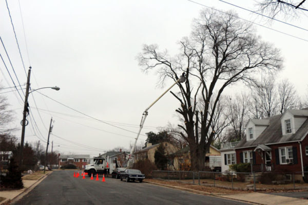 Massive Oak Tree Being Cut Down in Bluemont | ARLnow.com