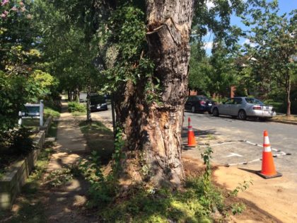 Smoking Tree Prompts Fire Department Spray Down | ARLnow.com