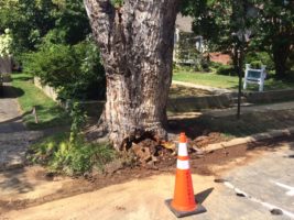 Smoking Tree Prompts Fire Department Spray Down | ARLnow.com