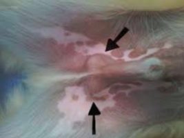 Healthy Paws: Boy Dog Bumps — The Mysterious Bulbus Glandis | ARLnow.com