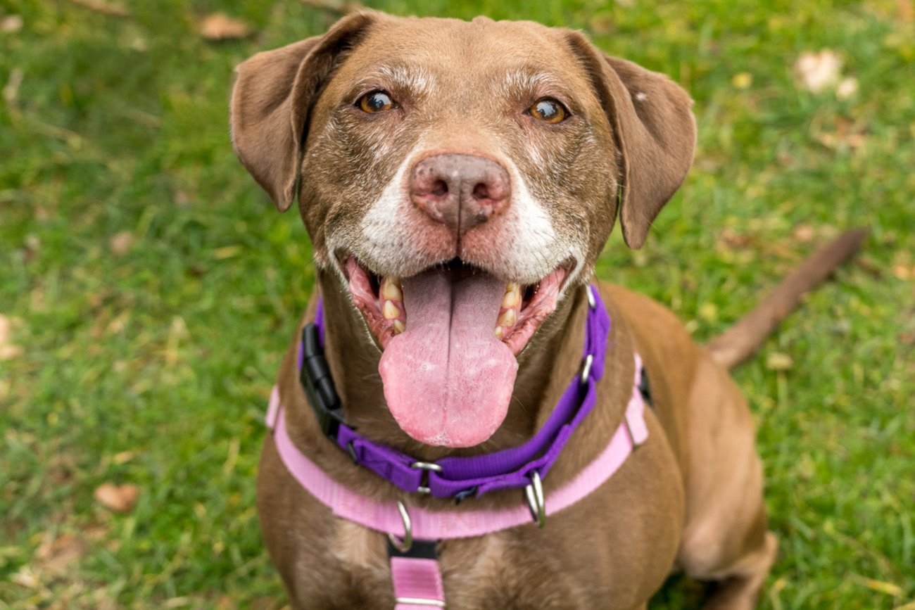 After 362 days, county shelter’s longest guest finds a new family ...