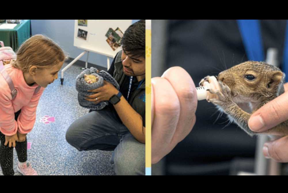 Meet baby animals at Arlington group’s ‘kitten and wildlife shower ...
