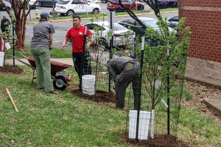 New fruit trees expand orchard at Green Valley elementary school ...