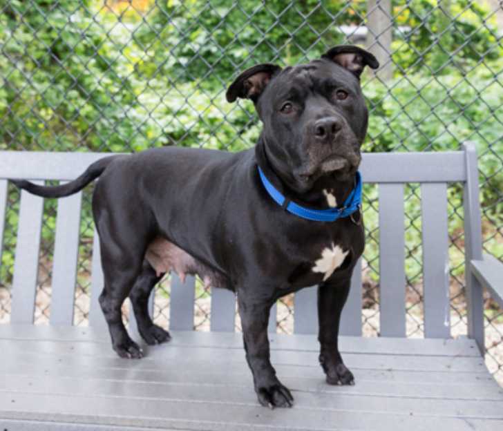Adoptable Pet of the Week: Onyx | ARLnow.com