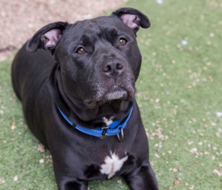 Adoptable Pet of the Week: Onyx | ARLnow.com