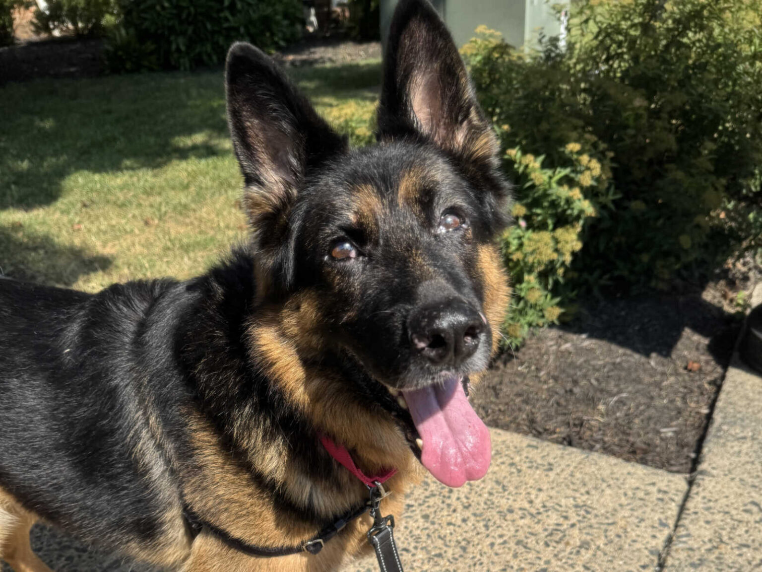 Adoptable Pet of the Week: Rex | ARLnow.com