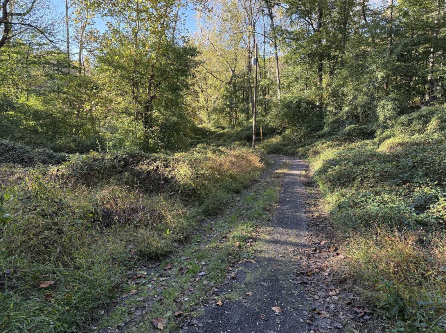 Woman struck by falling tree on Pimmit Run Trail died from her injuries ...