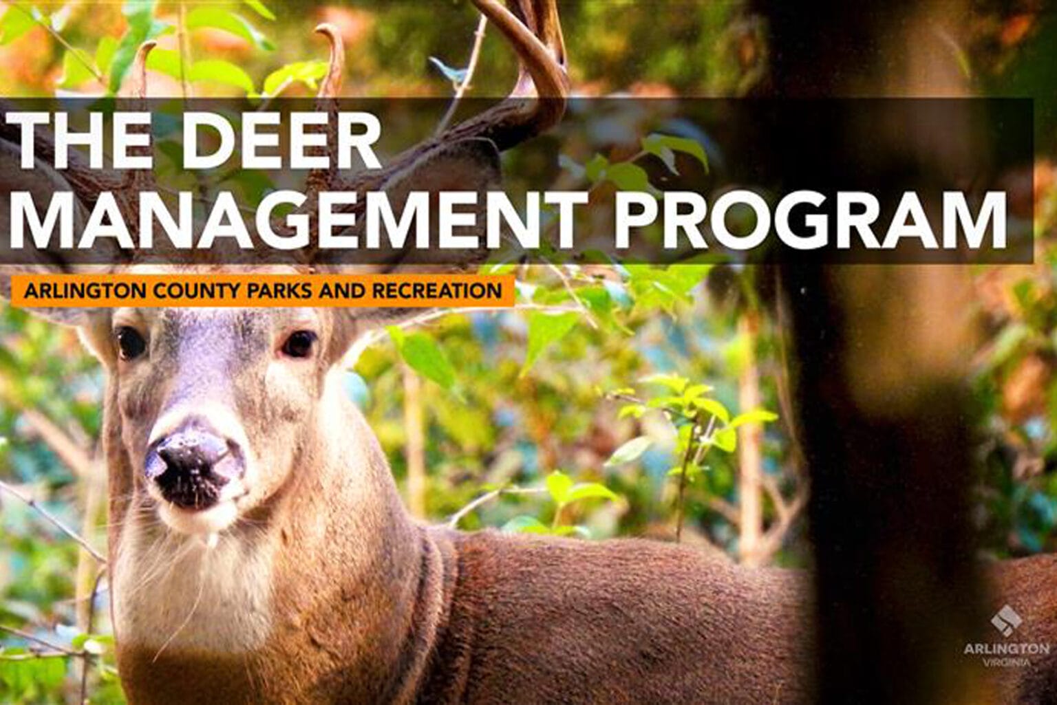 Arlington launches Deer Management Program to protect local forests ...
